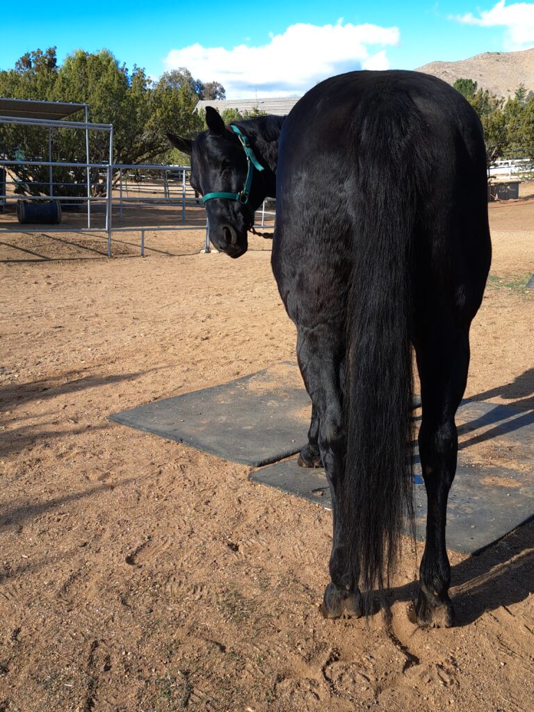 Ride the horse in the pasture